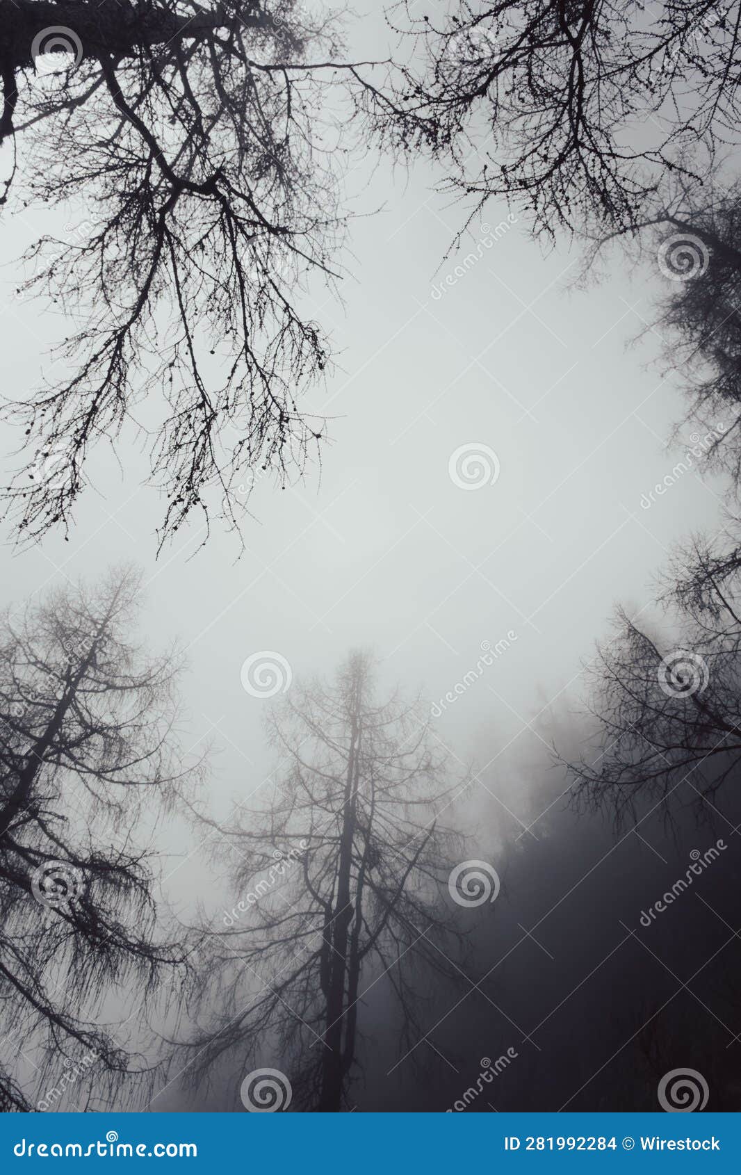 Foggy Environment, with the Trees in the Distance Being Covered in a ...