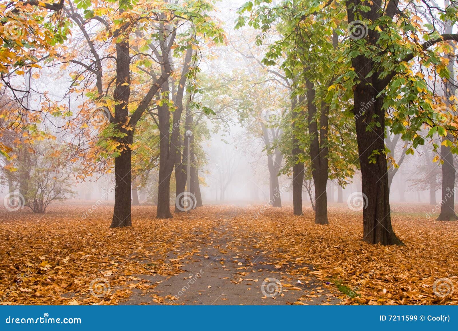 Foggy fall stock image. Image of foggy, road, path, season - 7211599