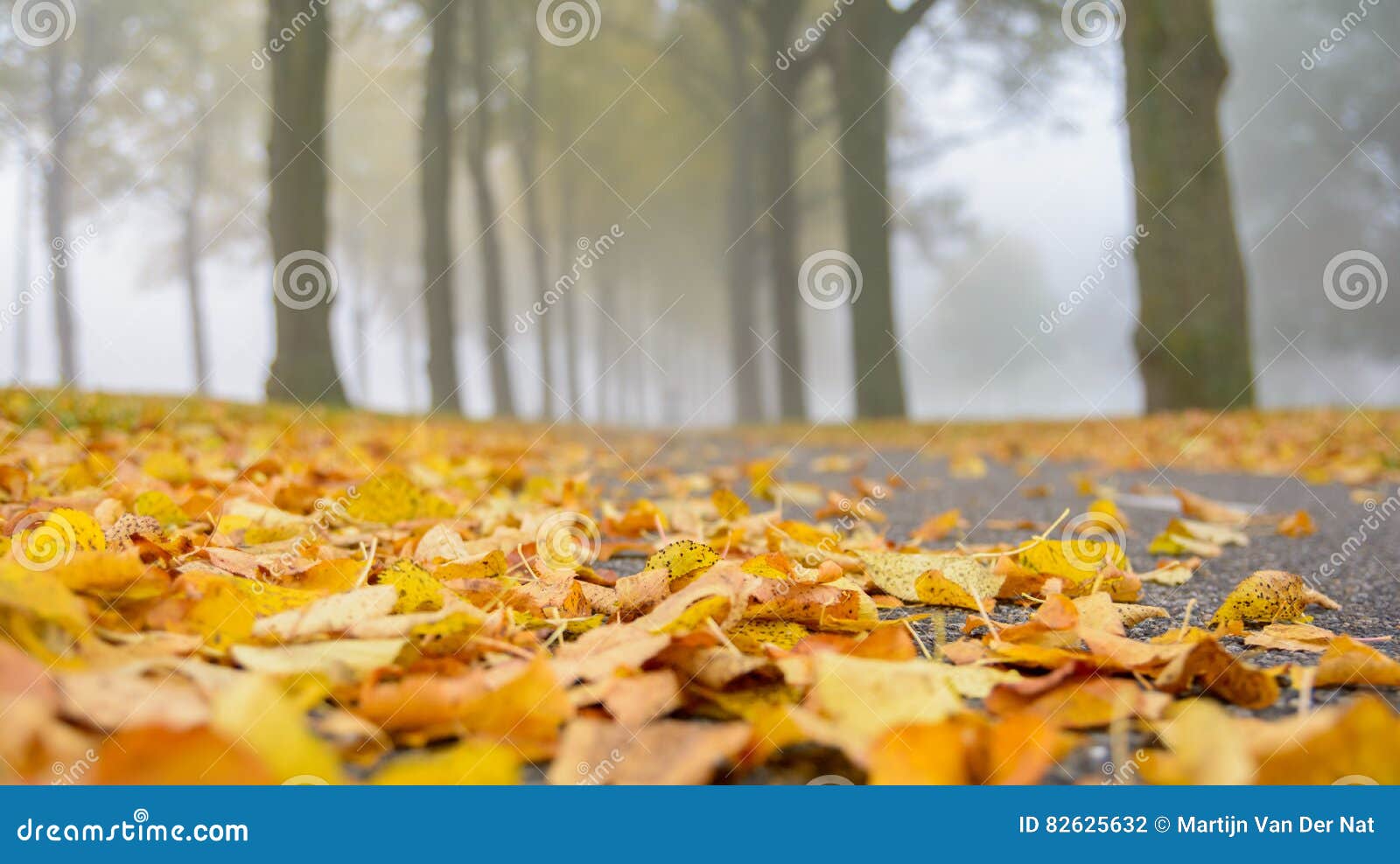 Foggy Fall stock photo. Image of ground, seasons, focus - 82625632