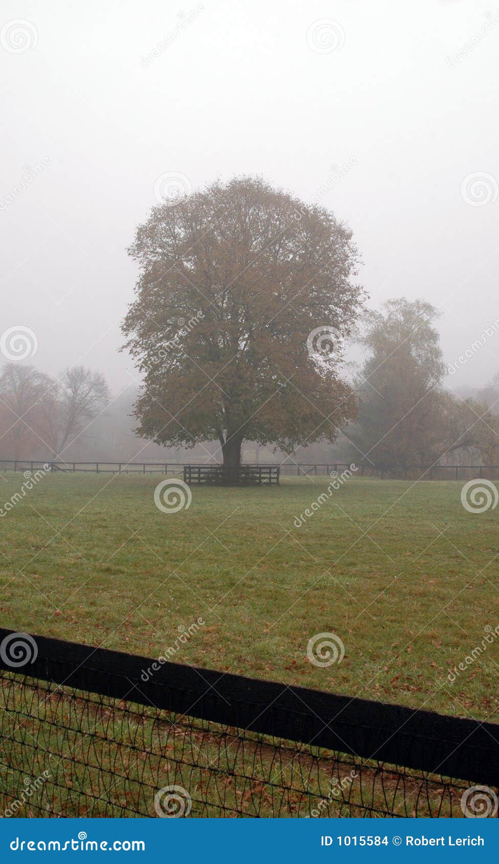 Foggy fall morning stock photo. Image of horse, fence - 1015584