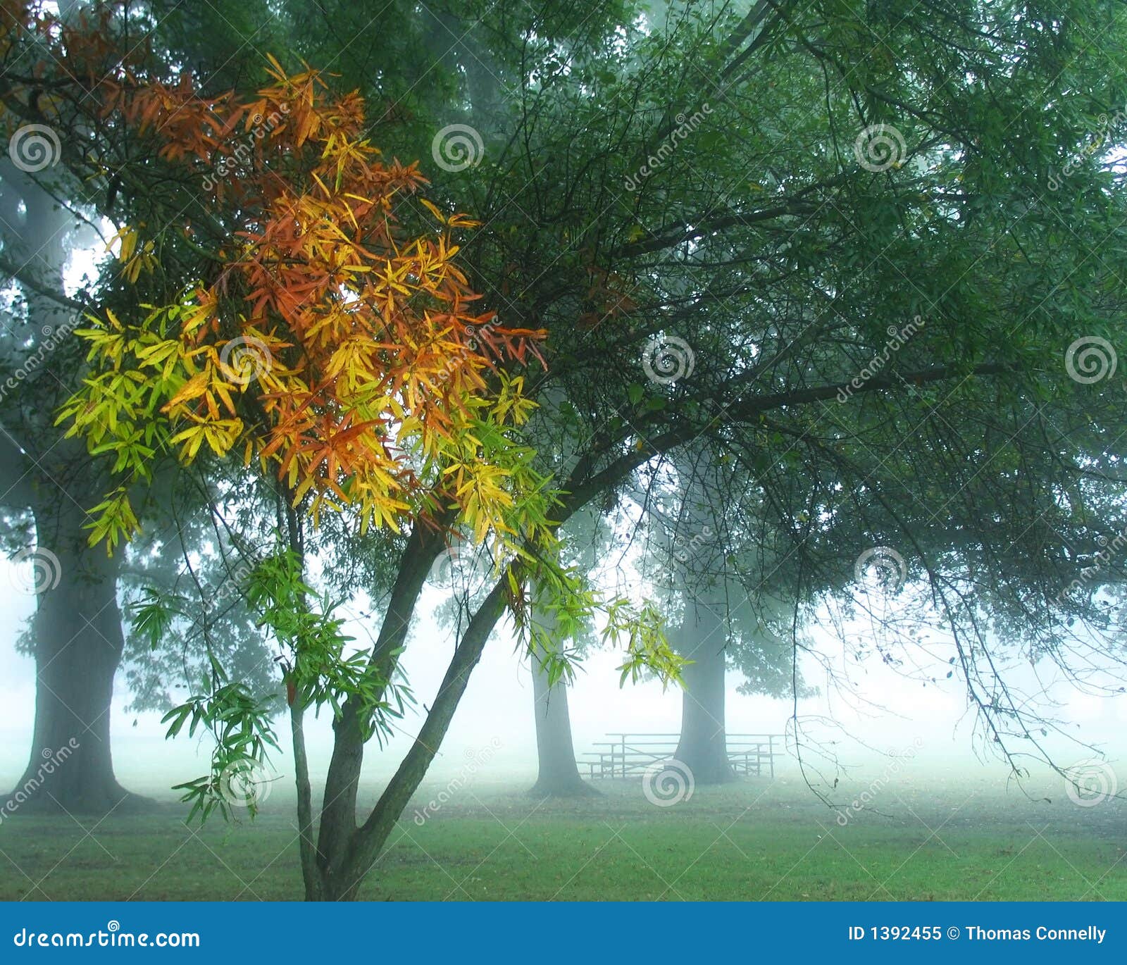 Foggy Fall Morning stock image. Image of spooky, limb - 1392455