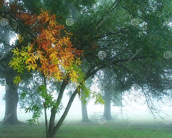 Foggy Fall Morning stock image. Image of spooky, limb - 1392455