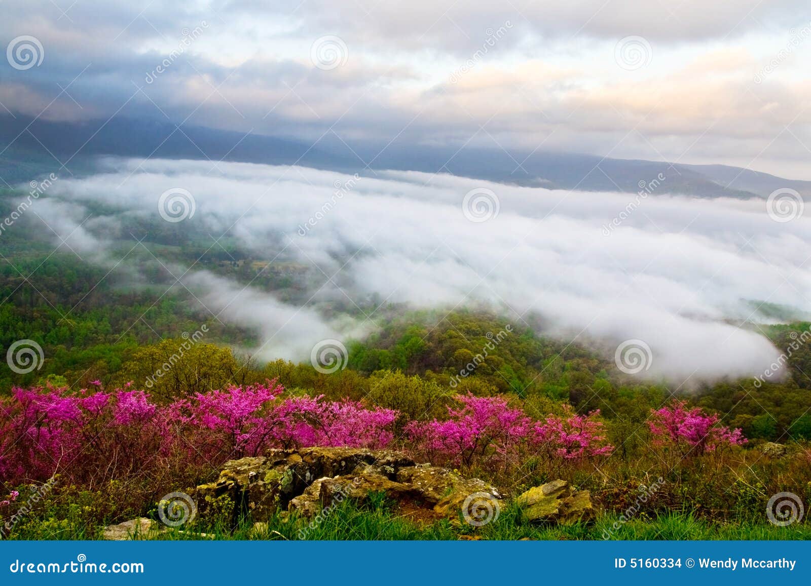 Foggy flower meadow stock photo. Image of natural, foggy - 5160334