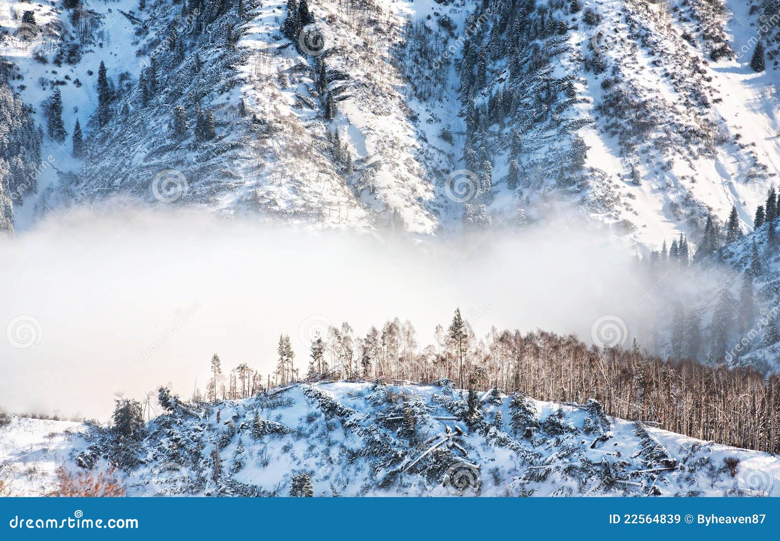 Foggy forest stock image. Image of climate, environment - 22564839