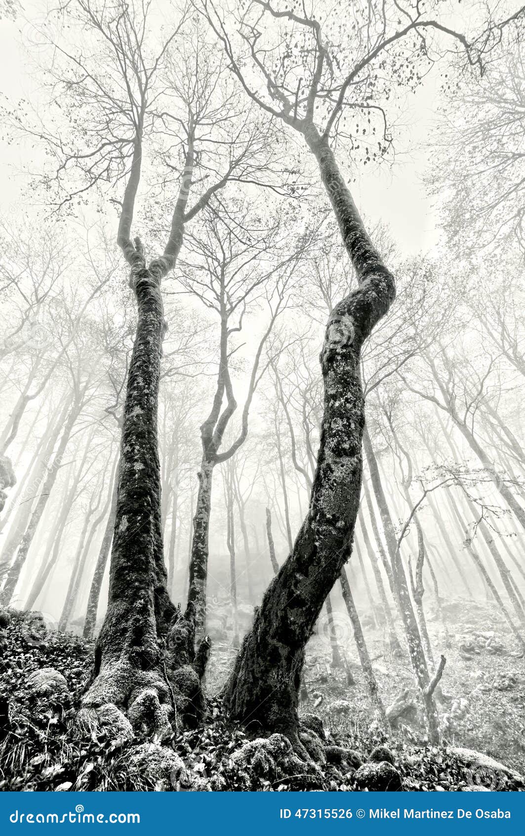 Foggy Forest with Creepy Trees in Black and White Stock Photo - Image ...