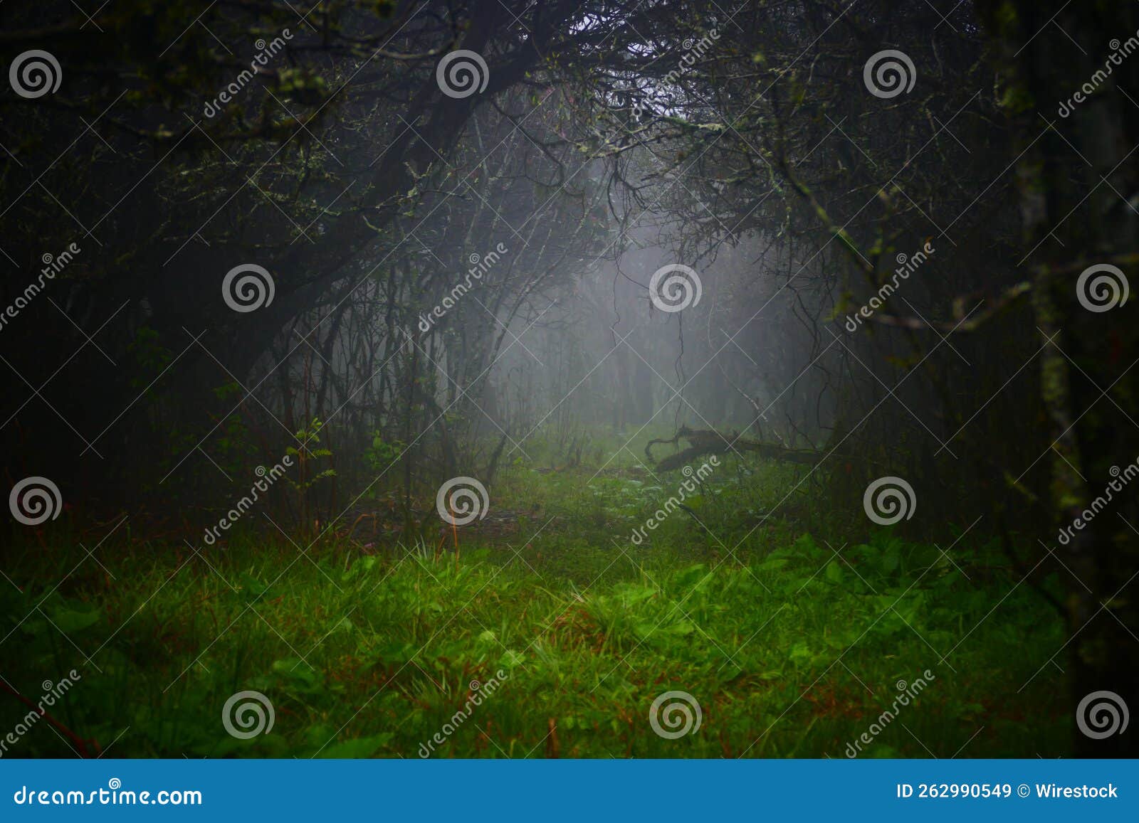Foggy Forest with Curved Branches of Trees in China Stock Image - Image ...
