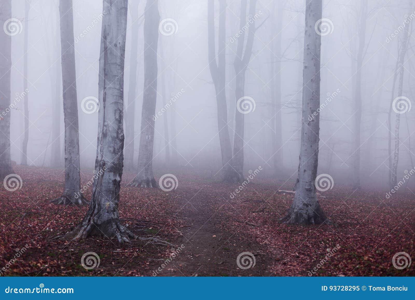 Foggy forest stock image. Image of human, fairy, fear - 93728295