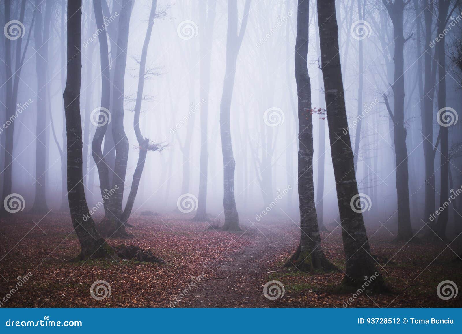 Foggy forest stock photo. Image of infrared, foggy, beautiful - 93728512