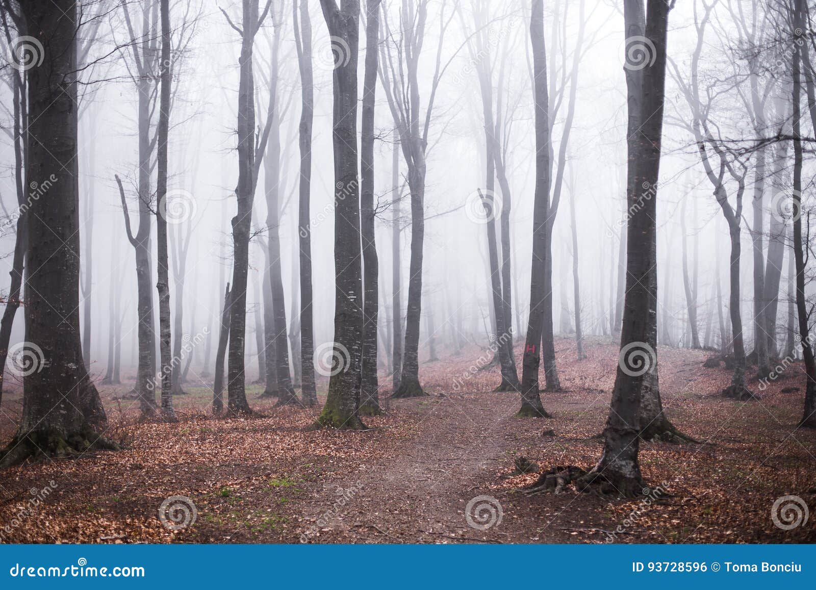 Foggy forest stock photo. Image of landscape, code, infrared - 93728596