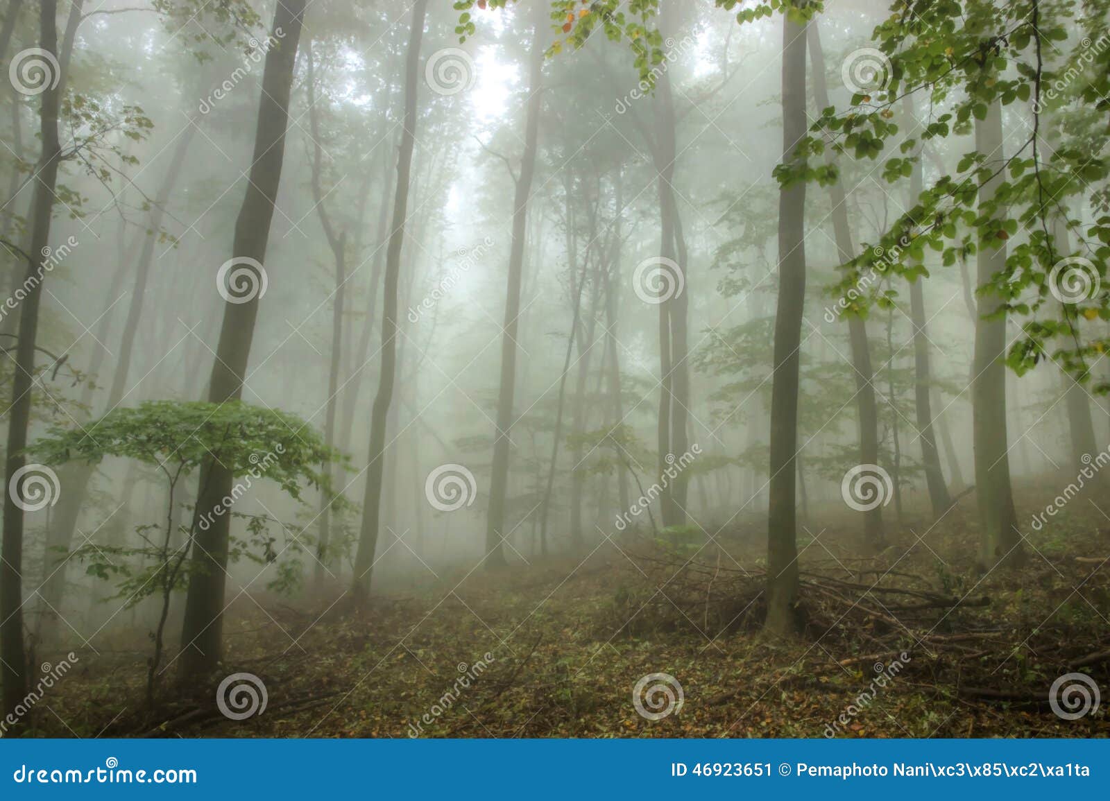Foggy Forest stock image. Image of rough, rays, reek - 46923651