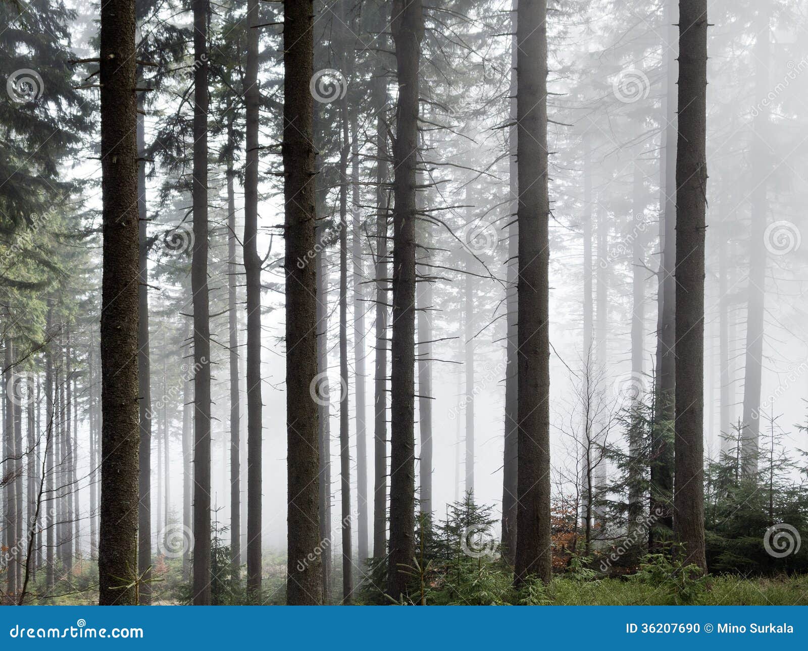 Foggy forest stock photo. Image of landscape, coniferous - 36207690