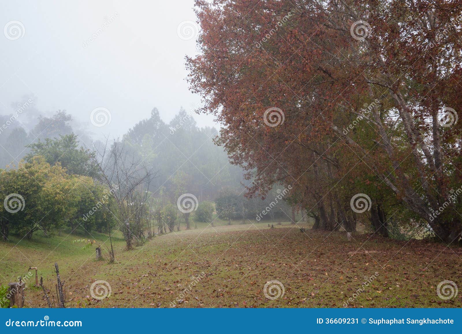 Foggy forest landscape stock image. Image of cold, mountain - 36609231
