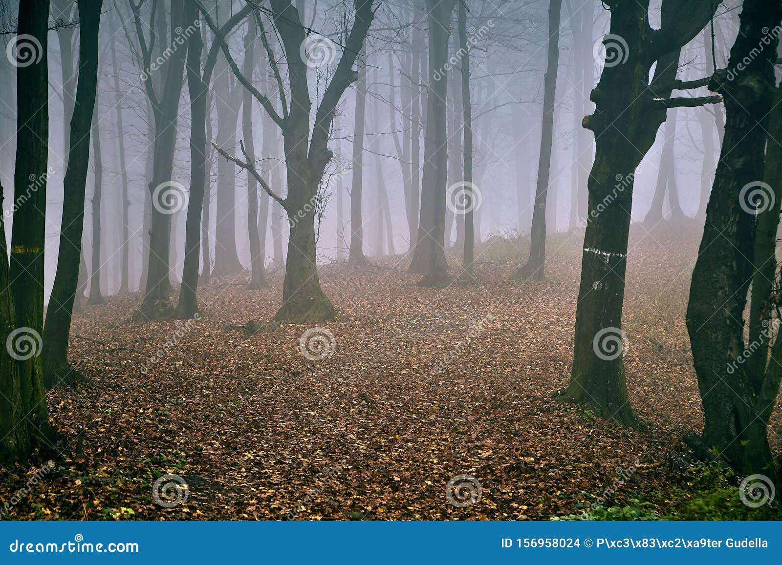 Autumn forest mist stock photo. Image of autumn, hills - 156958024