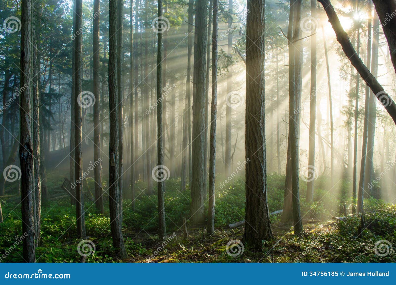 Foggy Forest Light from Right Stock Image - Image of beams, trees: 34756185