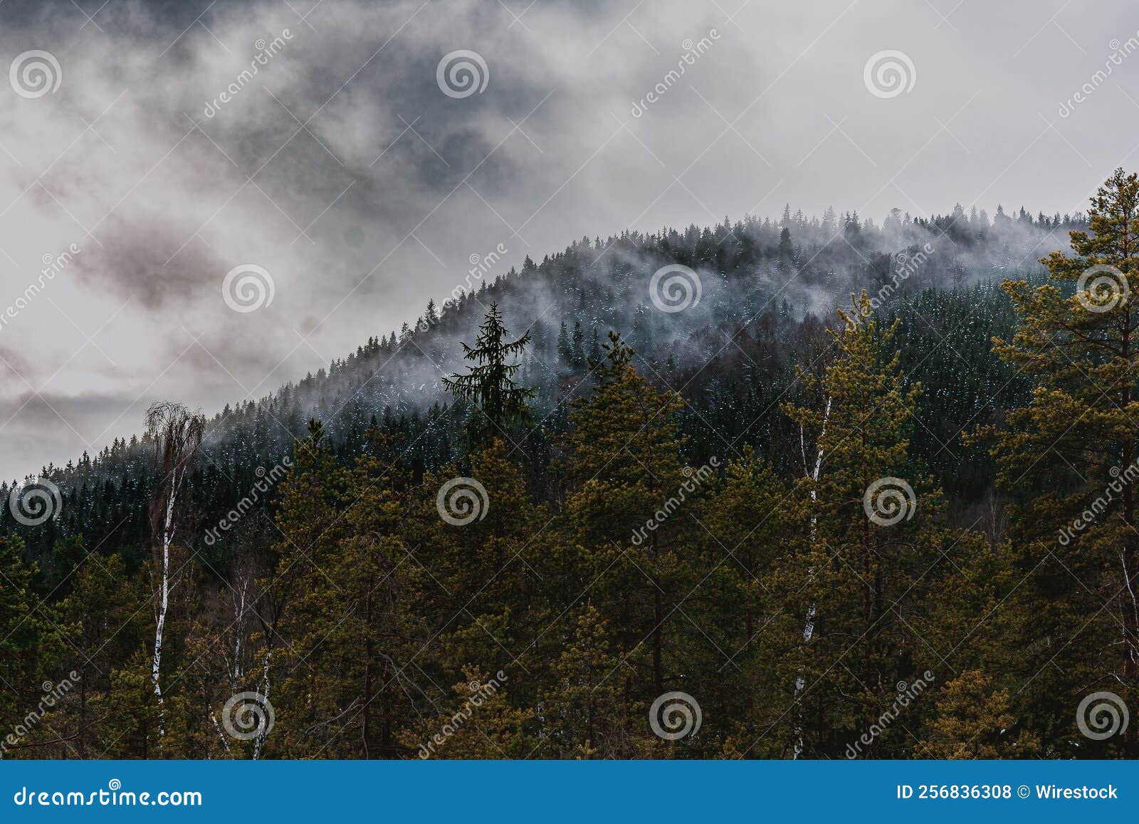 Foggy Forest Mountain with Tall Trees Stock Photo - Image of light ...