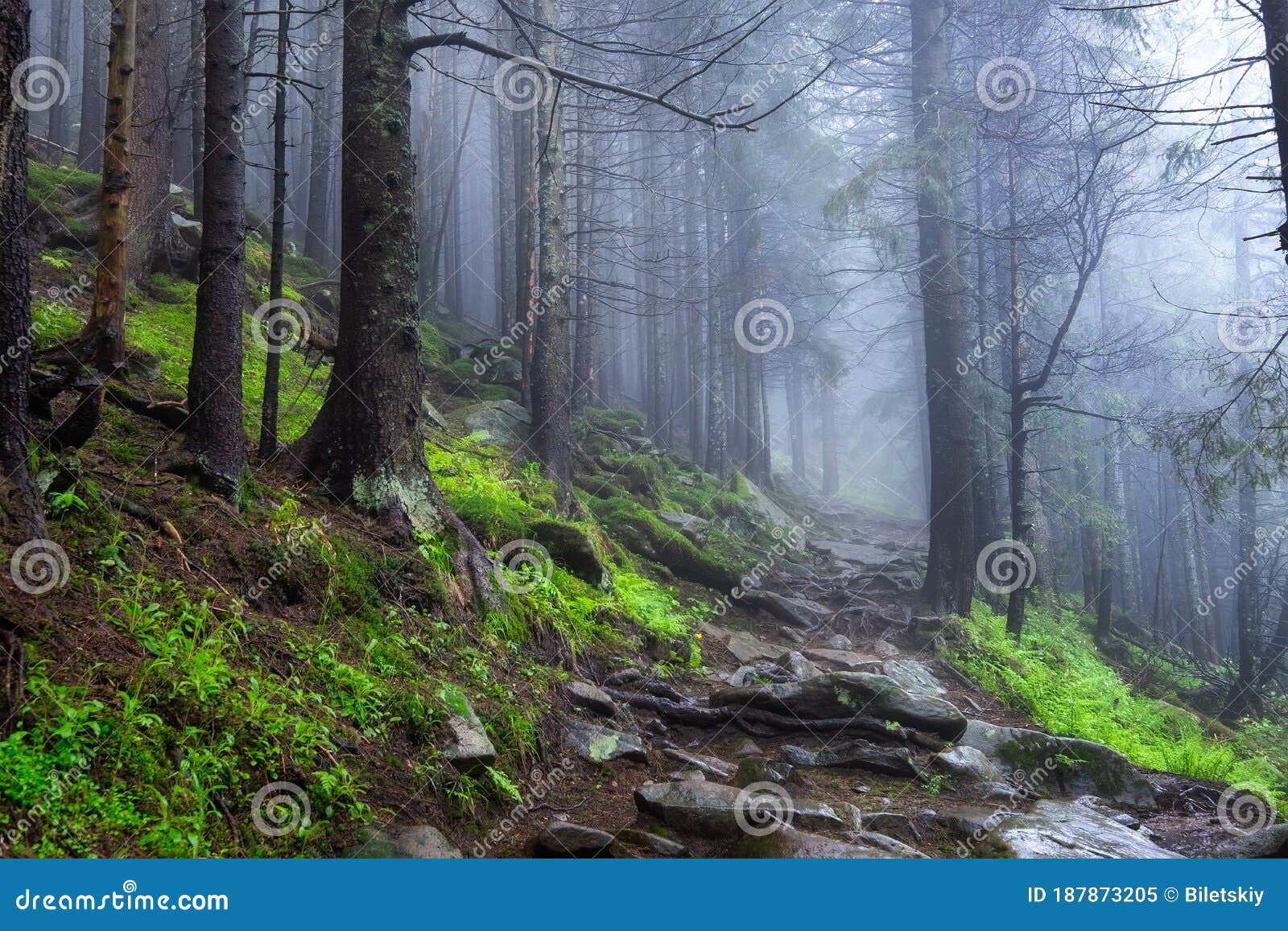 Foggy Forest in the Mountains. Landscape with Trees and Mist. Landscape ... Foggy Forest in the Mountains. Landscape with Trees and Mist. Landscape ...