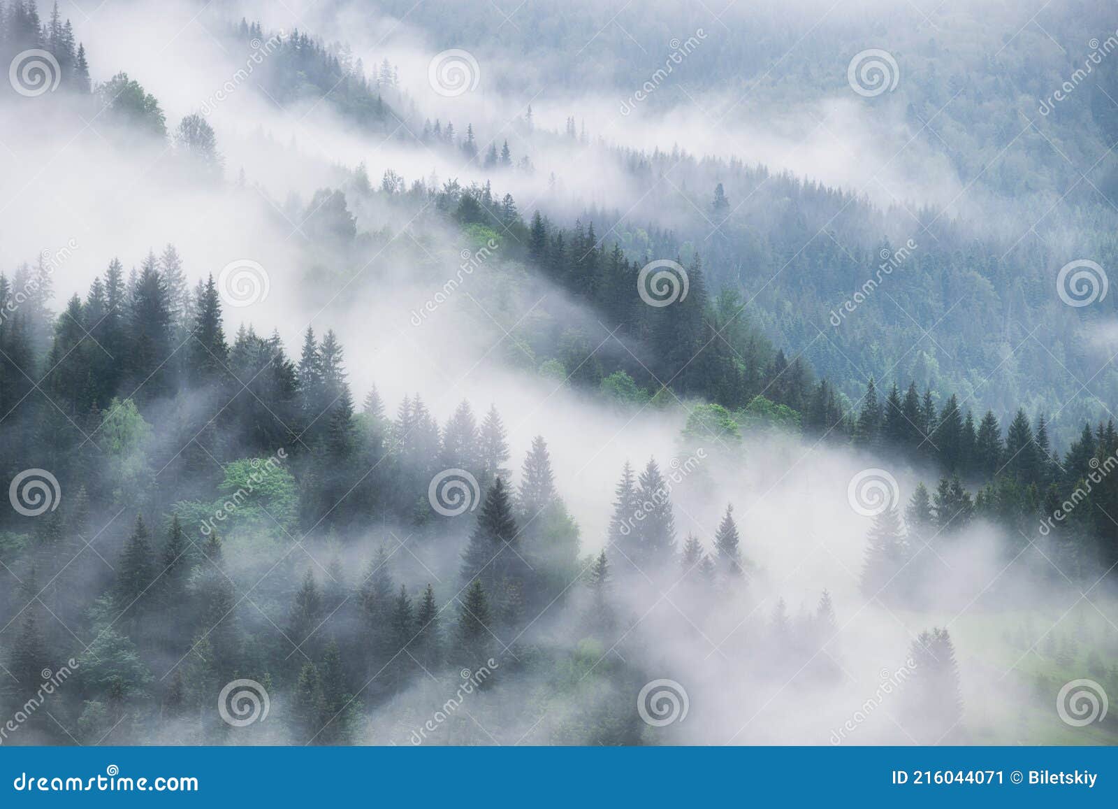 Foggy Forest in the Mountains. Landscape with Trees and Mist. Landscape ...