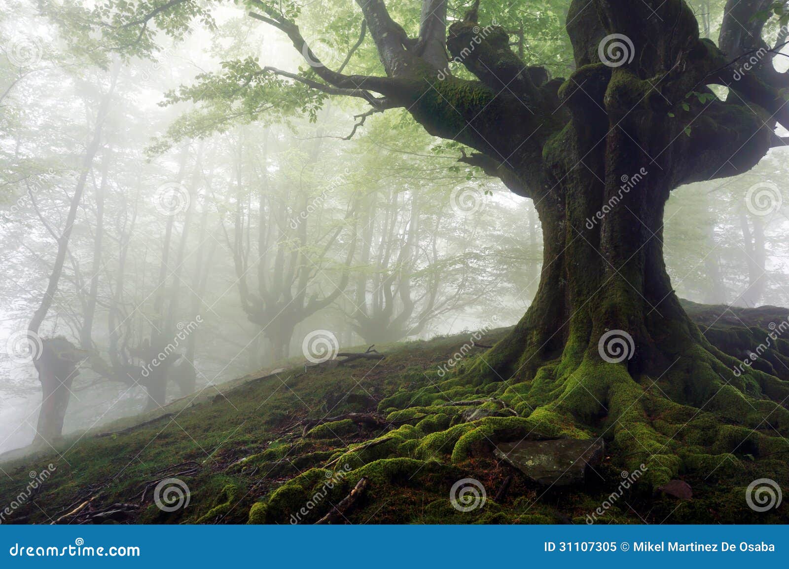 Foggy Forest with Mysterious Trees Stock Image - Image of mirk, leaves ...