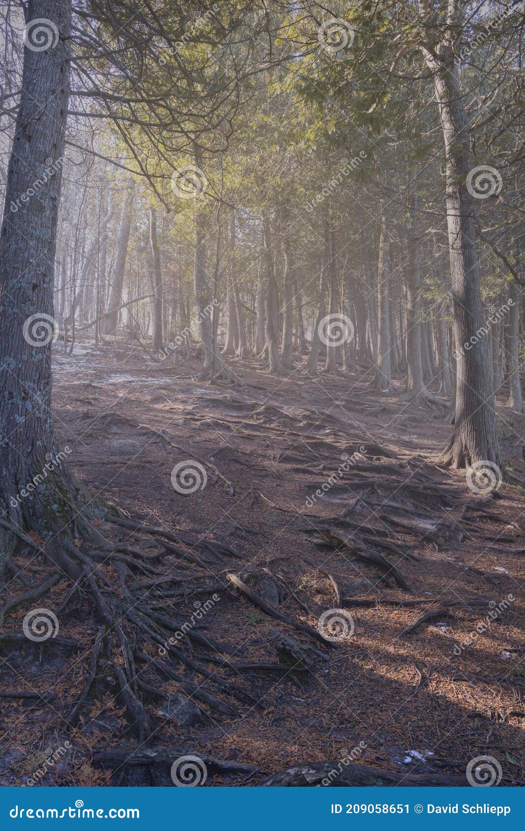 Foggy Forest stock image. Image of foggy, roots, tree - 209058651