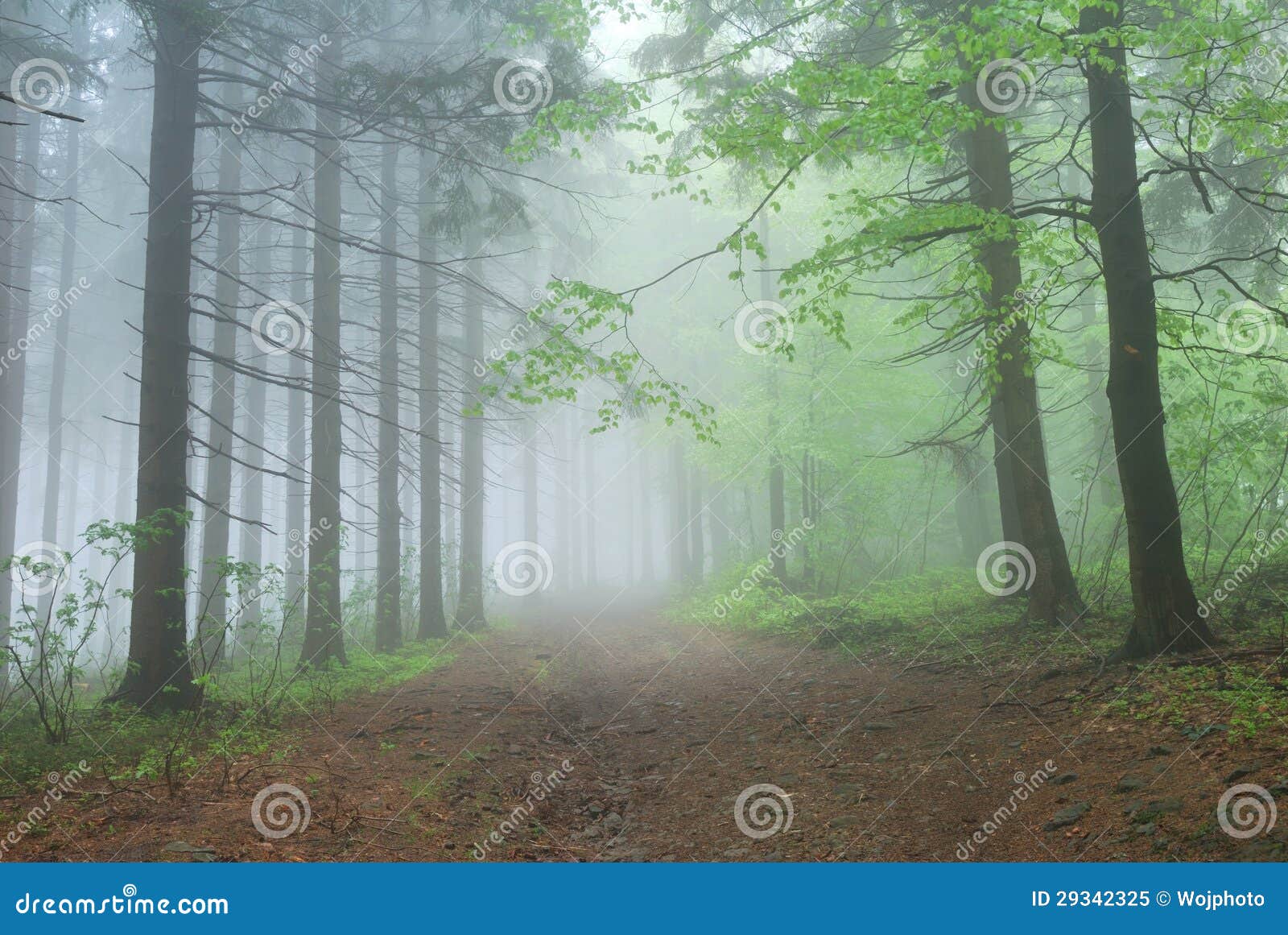 Foggy Forest Path stock image. Image of forest, haunted - 29342325