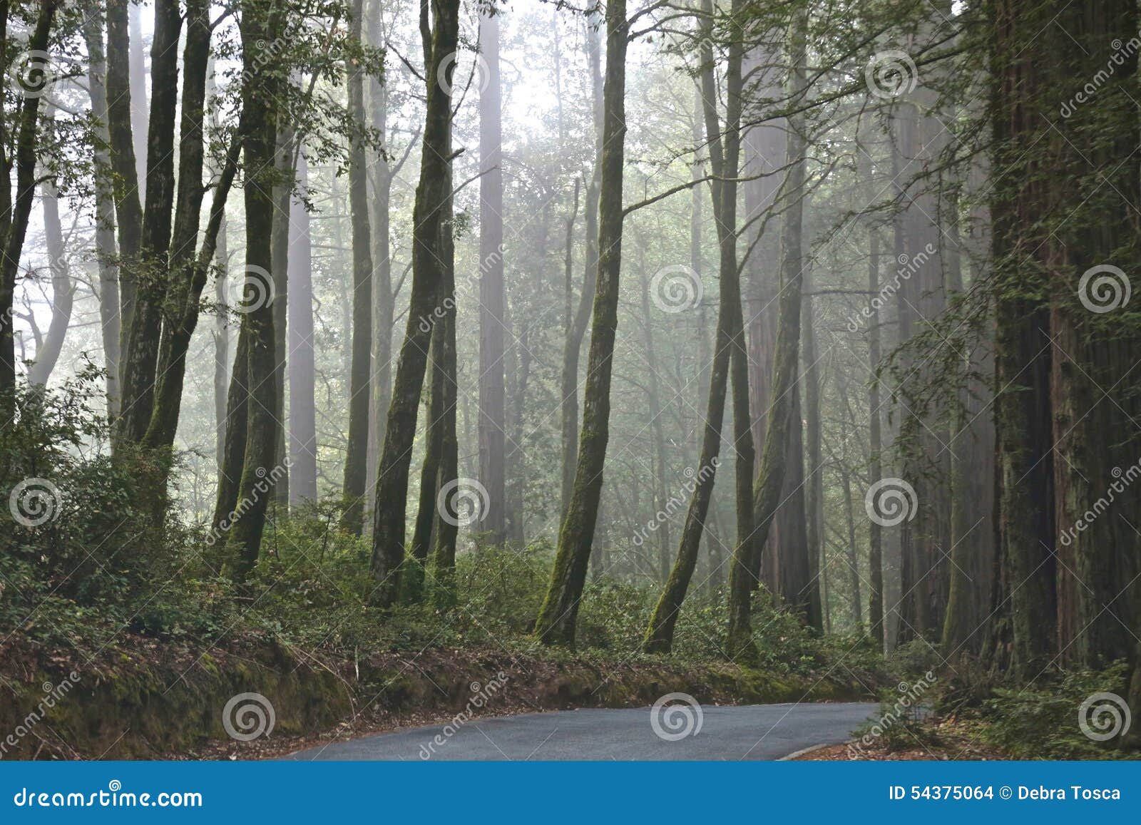 Foggy forest stock photo. Image of park, woods, path - 54375064