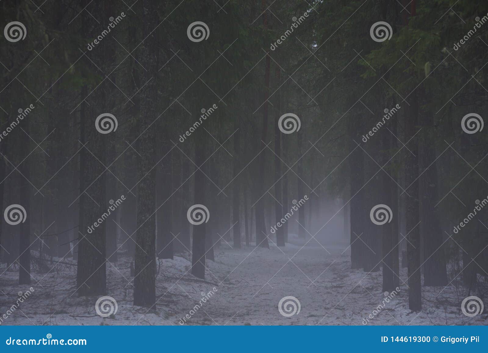 Foggy forest path stock photo. Image of beautiful, forest - 144619300
