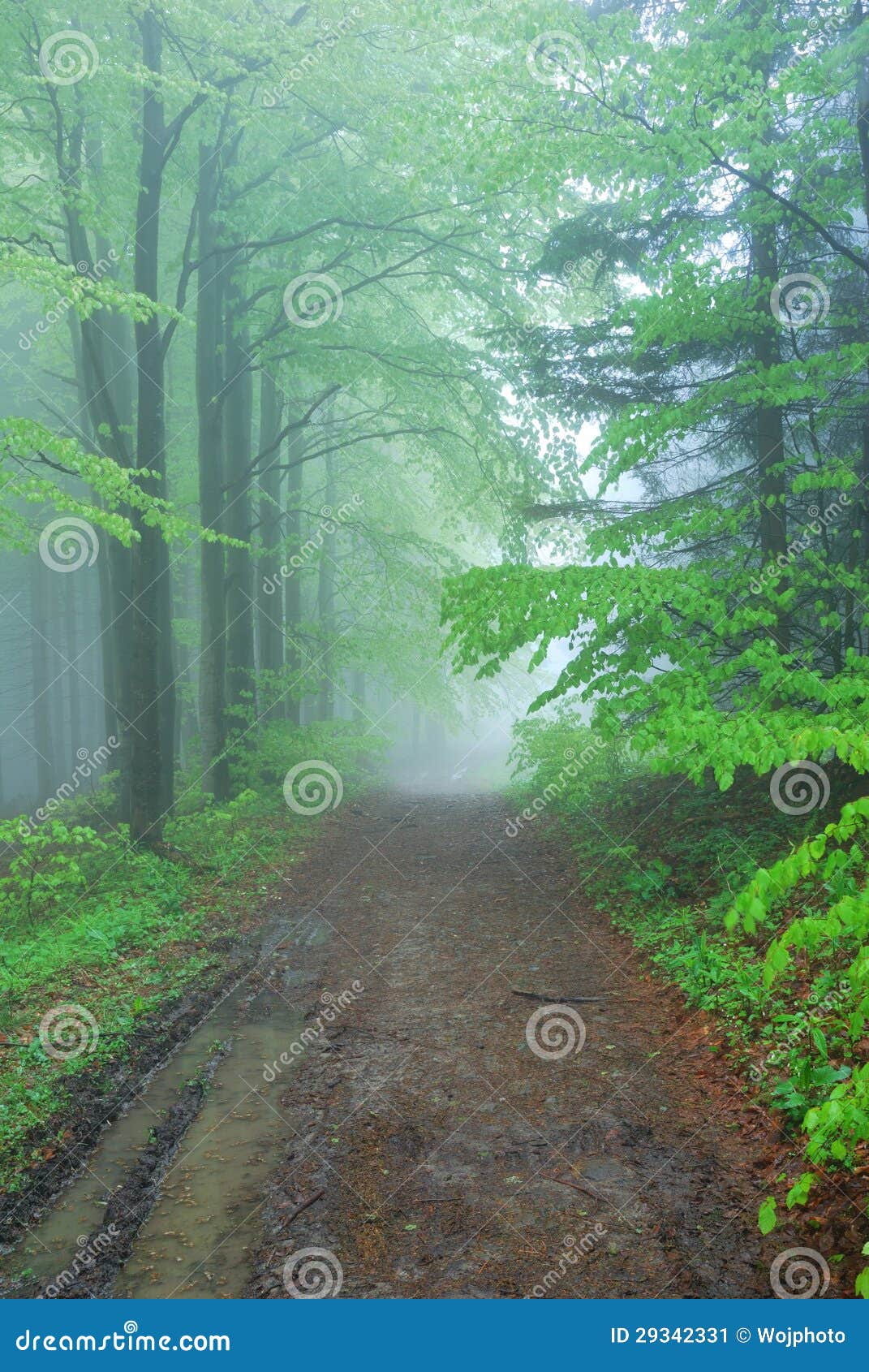 Foggy Forest Path stock image. Image of evening, enchanted - 29342331