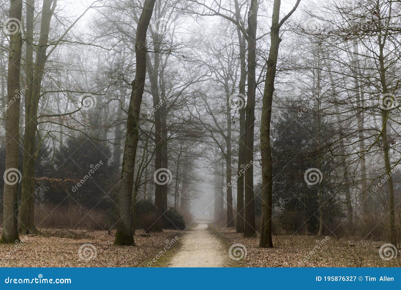 Foggy Forest Pathway into Distance Stock Image - Image of branches ...