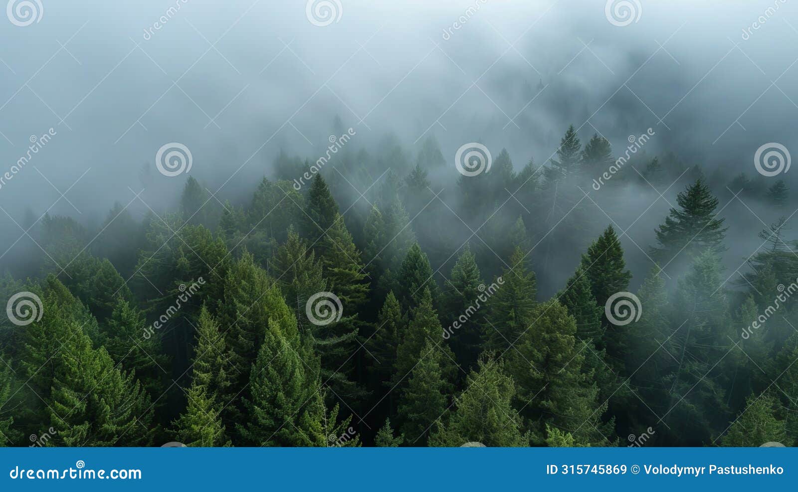 A Foggy Forest with Pine Trees and Mist Stock Image - Image of nature ...