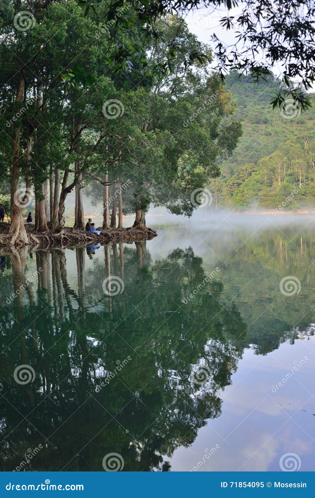 Foggy forest stock image. Image of forest, mirrow, foggy - 71854095