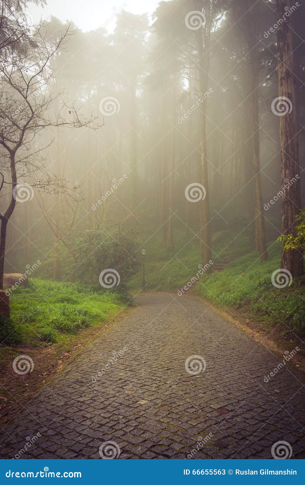 Foggy forest stone path stock image. Image of light, hiking - 66655563