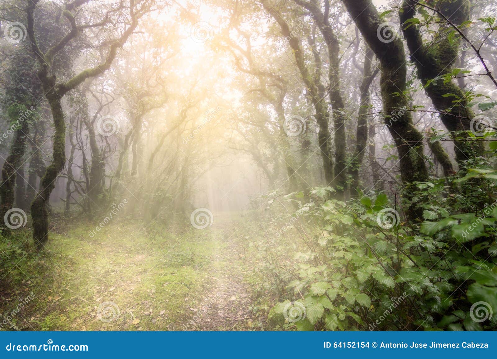 Foggy forest with sun rays stock photo. Image of green - 64152154