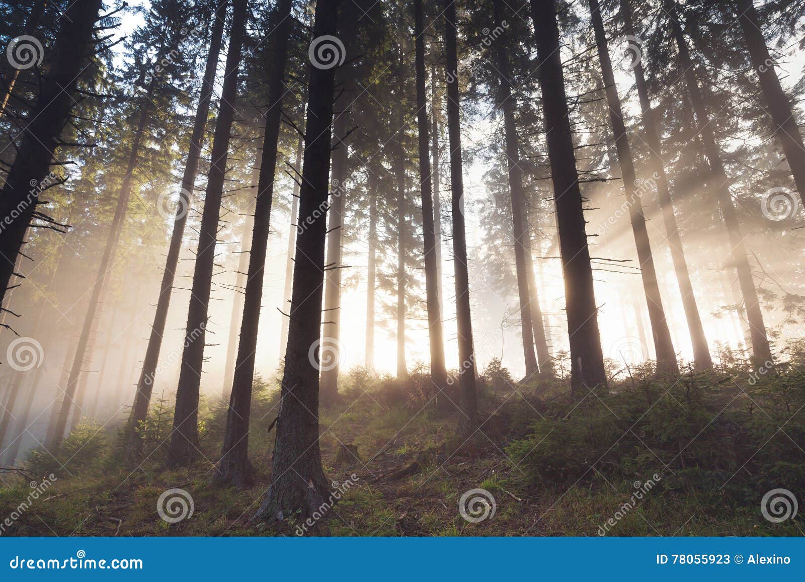 Foggy forest at sunrise stock image. Image of foggy, mist - 78055923
