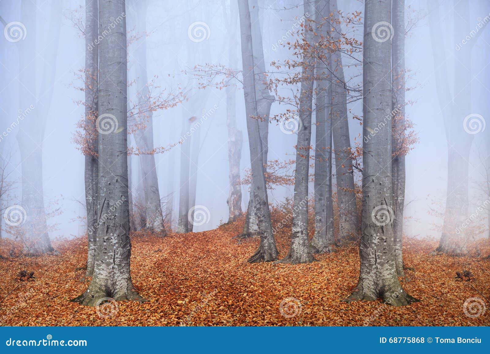 Foggy Forest Trail through Red Leaves Stock Photo - Image of outdoor ...