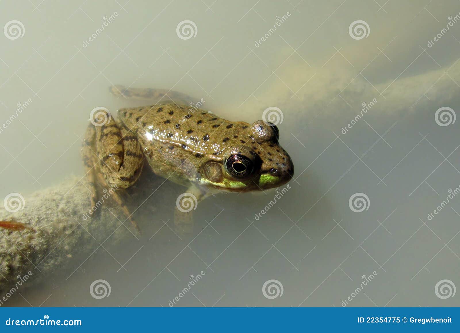 Foggy Frog stock image. Image of sunlight, submerged - 22354775