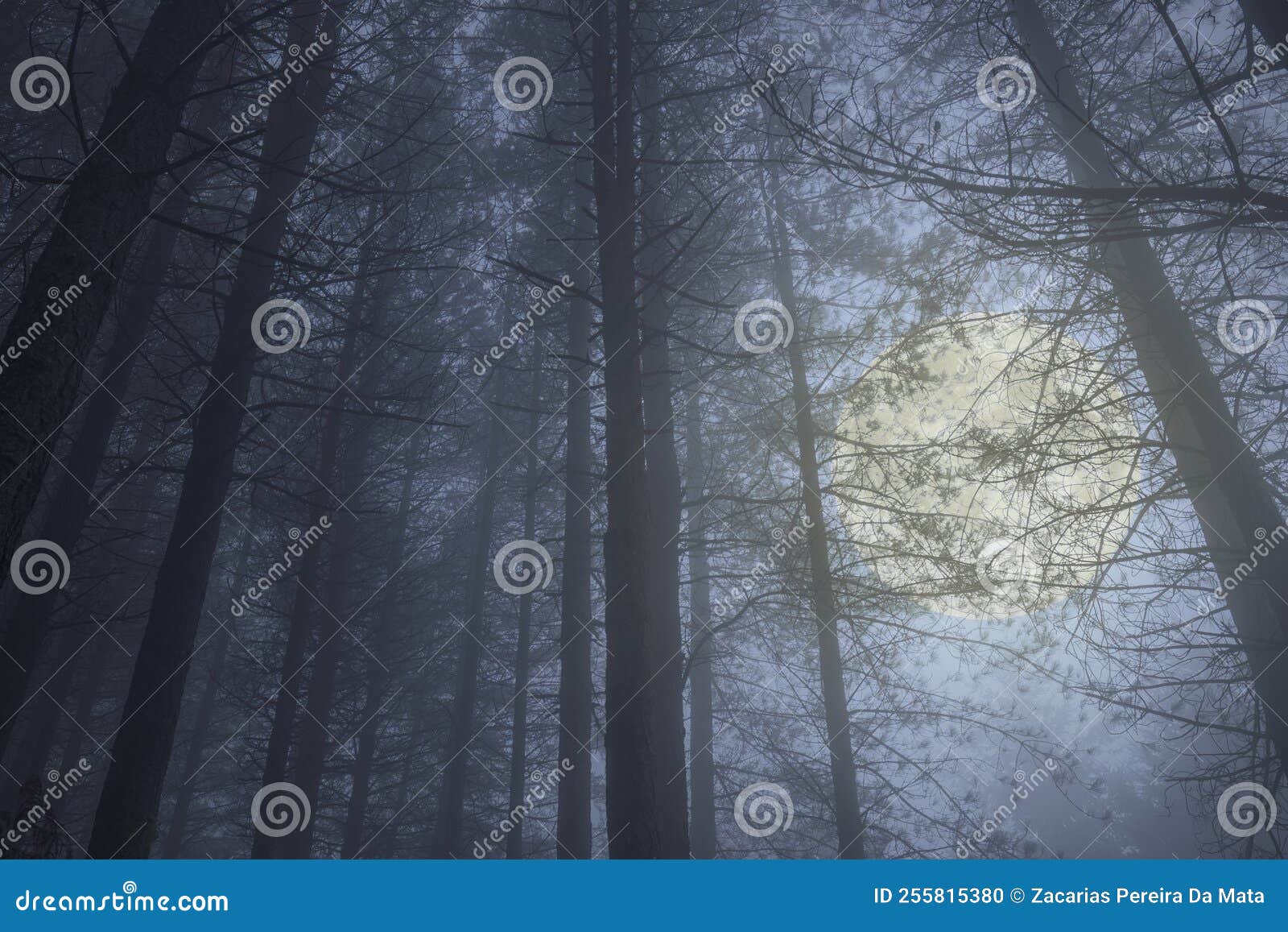 Foggy Full Noon Night in the Deep Woods Stock Photo - Image of mood, blue: 255815380