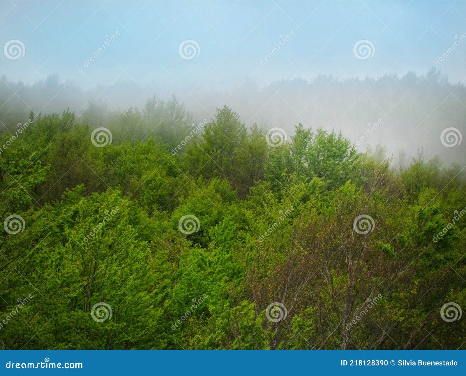Foggy Green Forest Landscape Stock Photo - Image of leaf, hill: 218128390