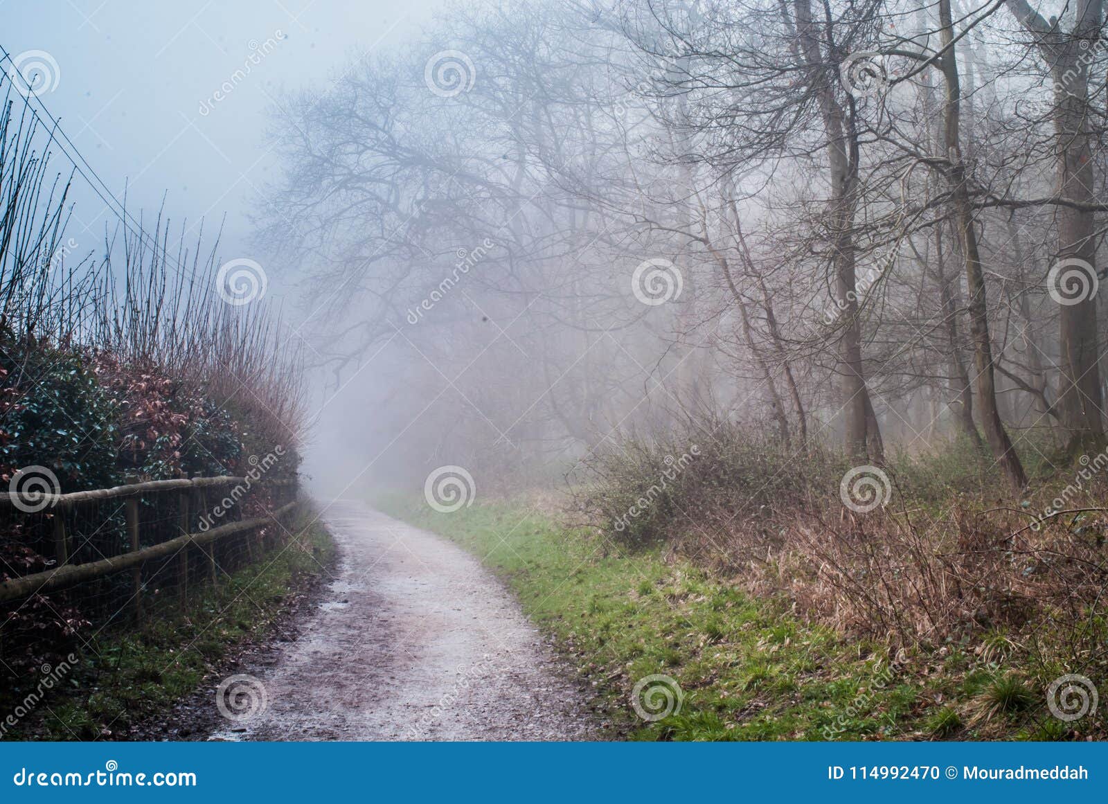 Foggy Landscape , Peaceful View of Low Light in Foggy Forest, Misty ...