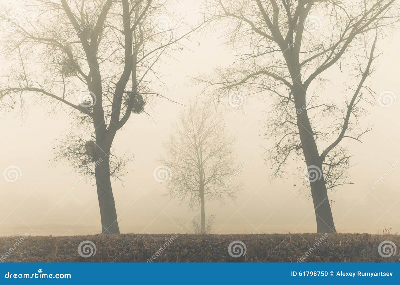 Foggy meadow trees stock photo. Image of plants, nature - 61798750