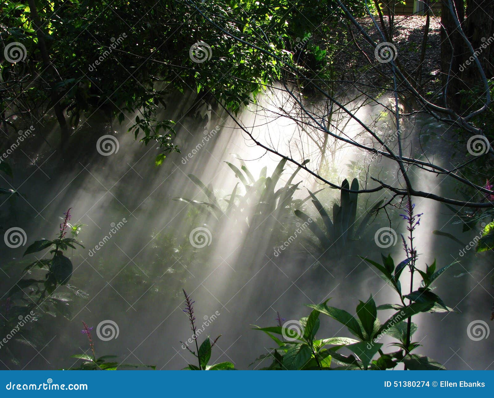 Foggy Mist in a Forest /Rainforest/Woods Stock Photo - Image of shade ...