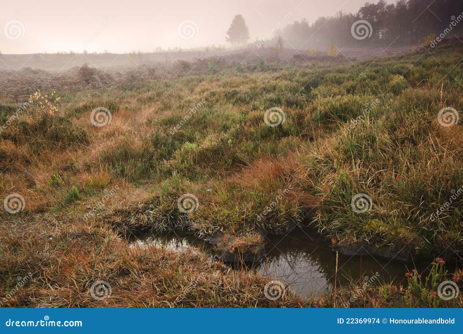 Foggy Misty Night Road Illuminated By Street Lights Stock Image ...