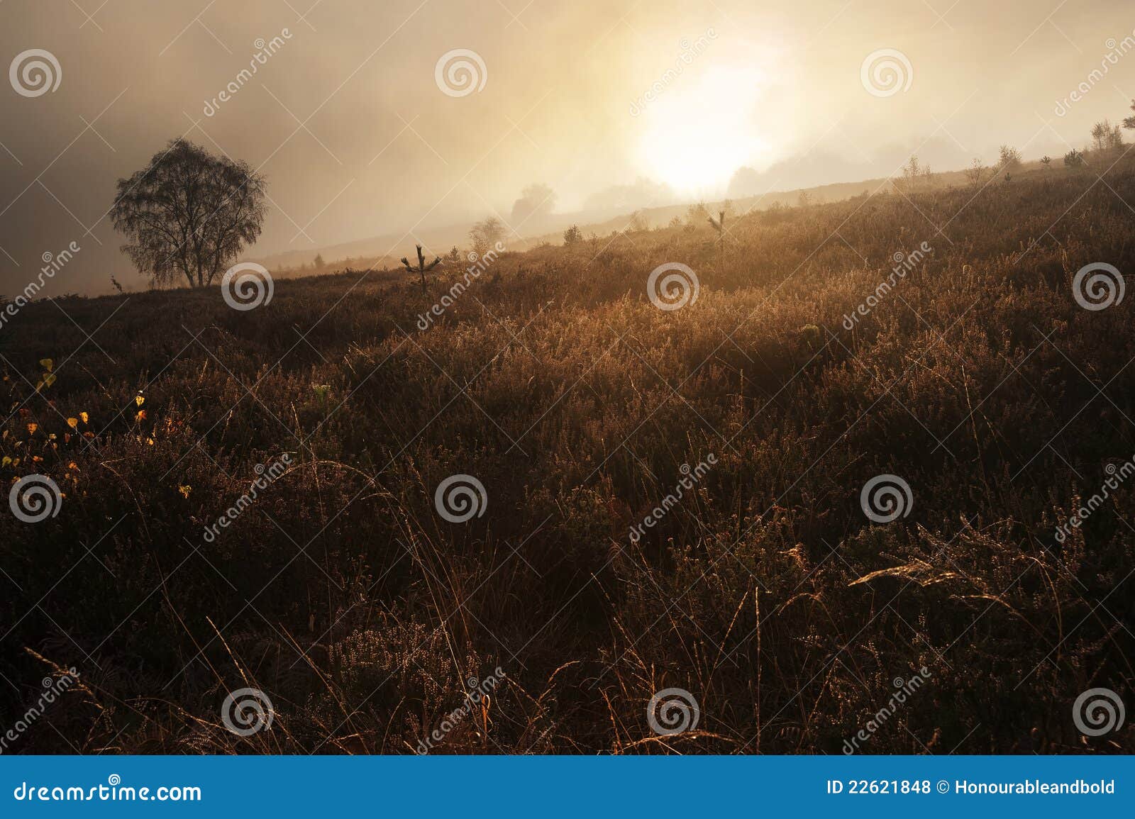 Foggy Misty Night Road Illuminated By Street Lights Stock Image ...