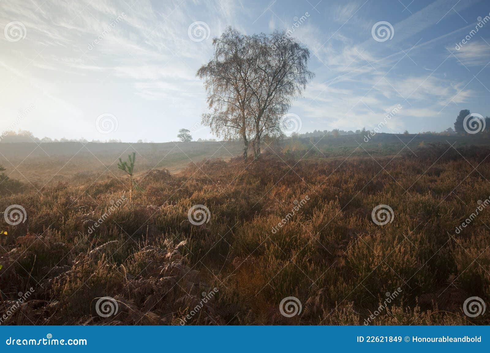 Foggy Misty Night Road Illuminated By Street Lights Stock Image ...