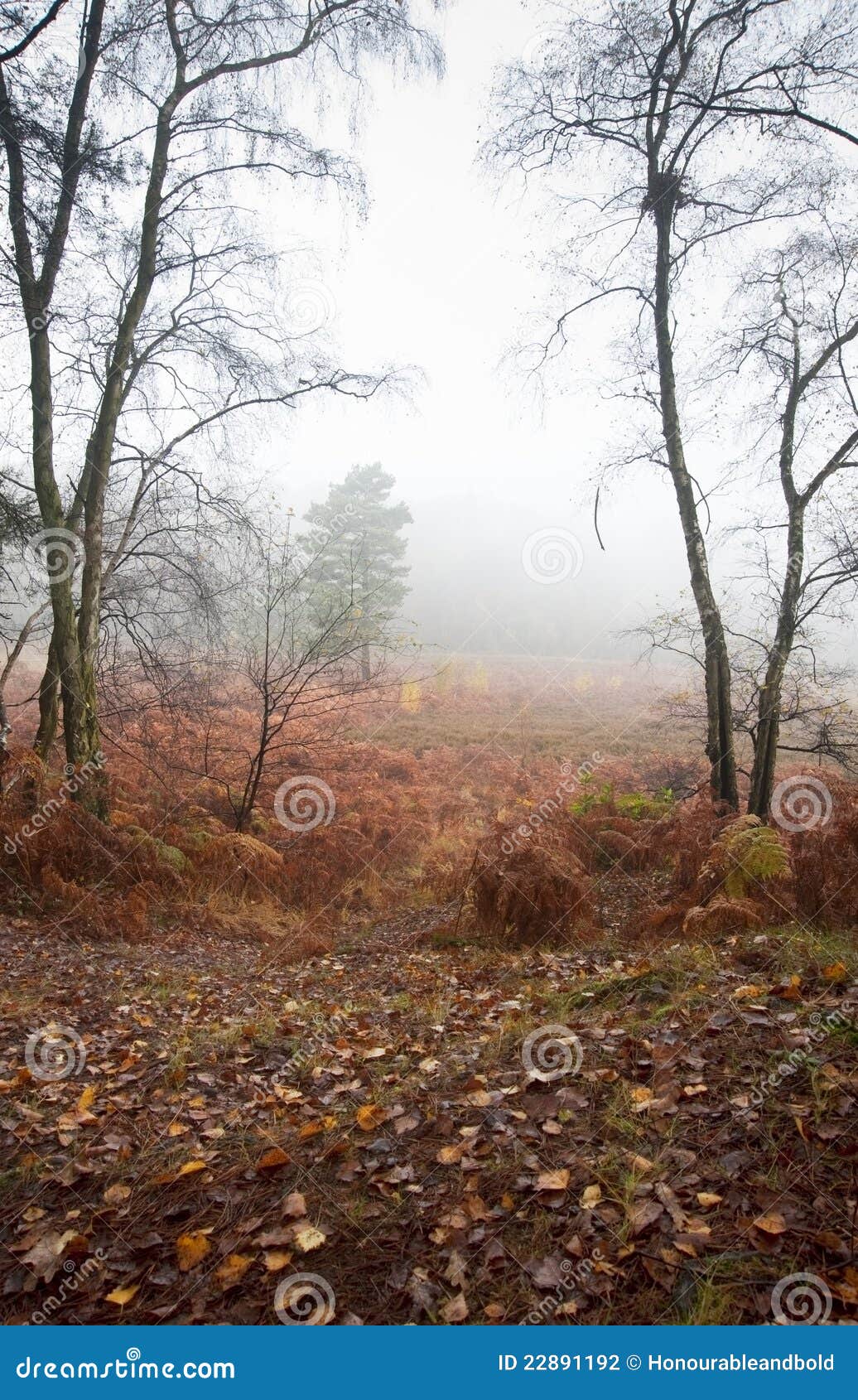 Foggy Misty Autumn Forest Landscape at Dawn Stock Photo - Image of ...