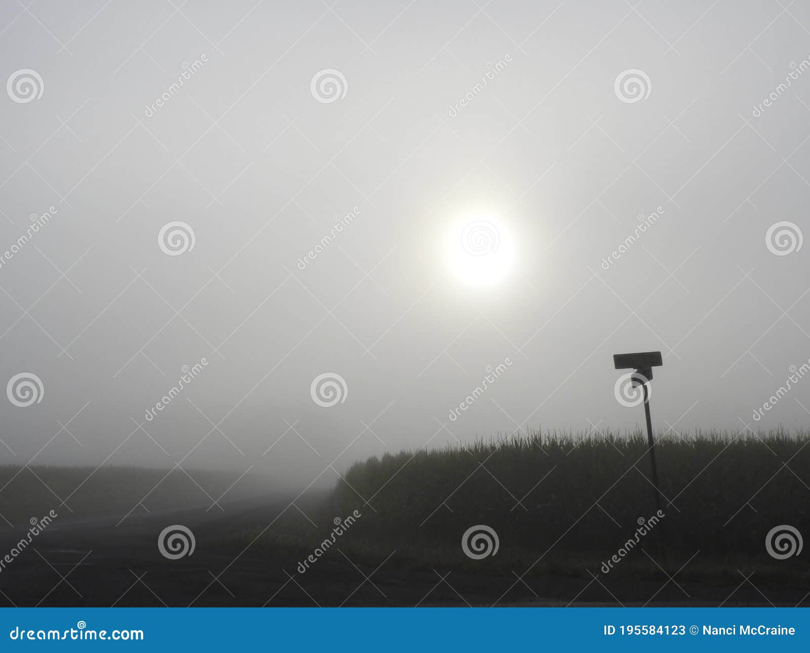 Foggy Morning with Sunrise and Daybreak at Cornfield Stock Image ...