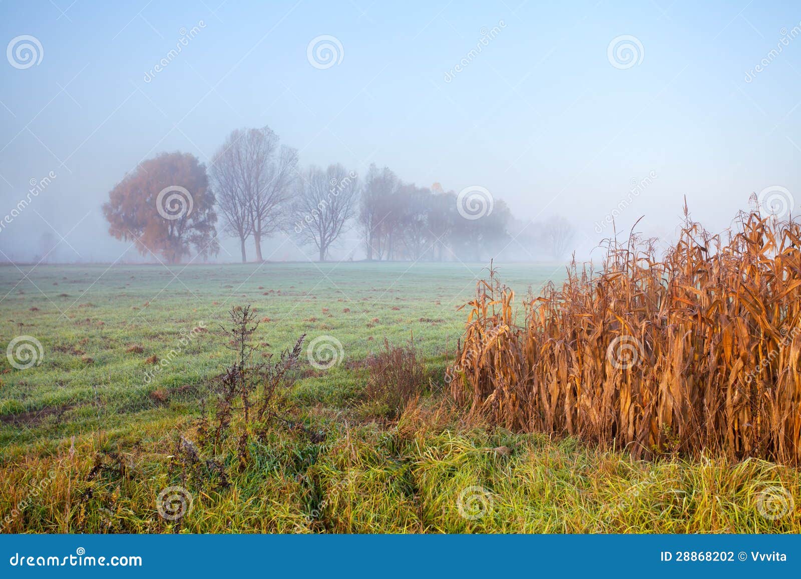 Foggy morning stock photo. Image of colorful, autumnal - 28868202