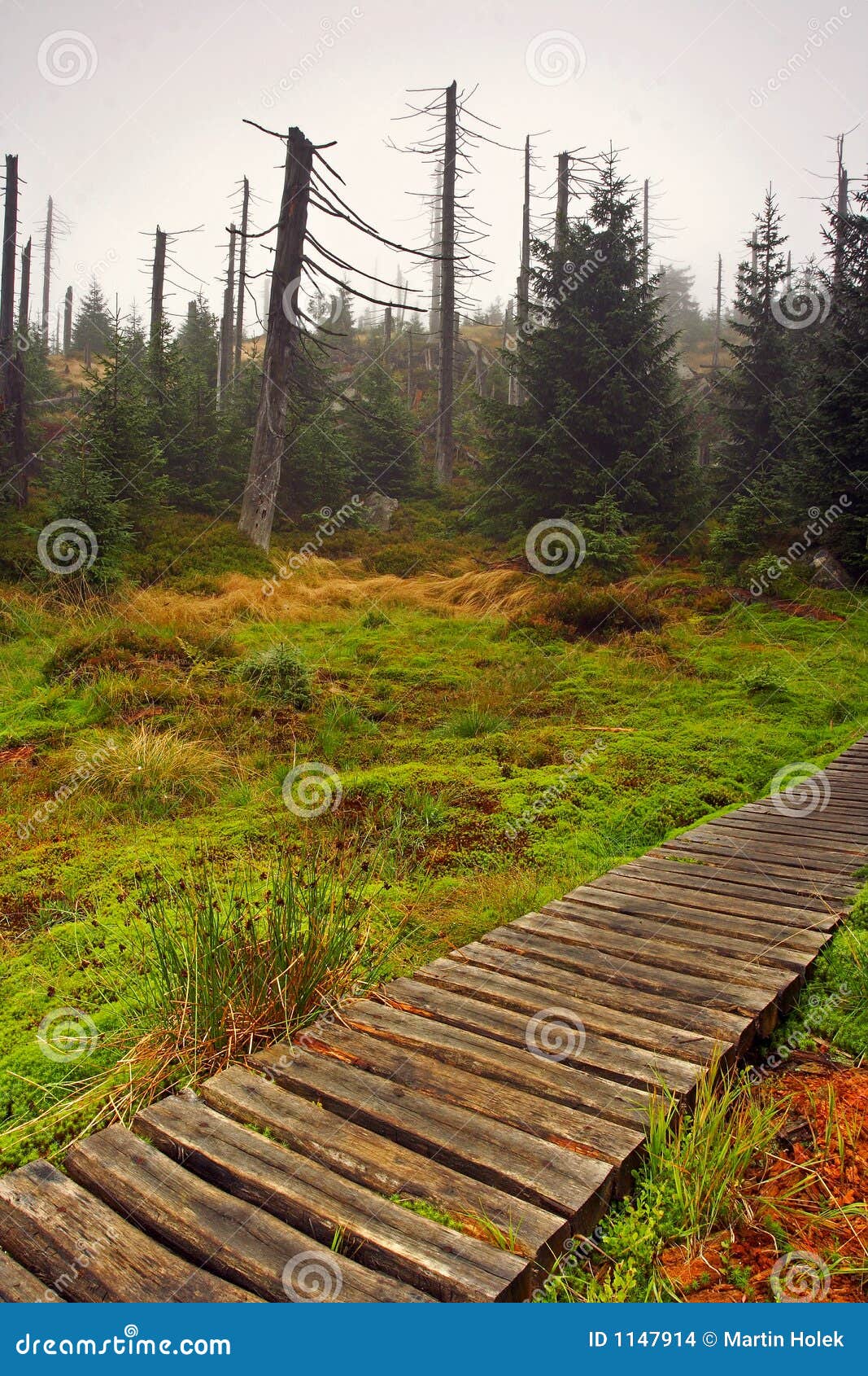Foggy Morning In Dead Forest Stock Photo - Image of silence, calmness ...