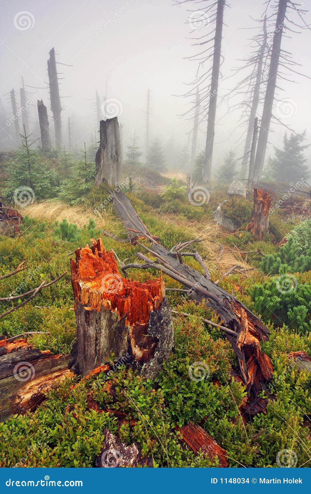 Foggy Morning in Dead Forest Stock Photo - Image of quietness, foggy ...