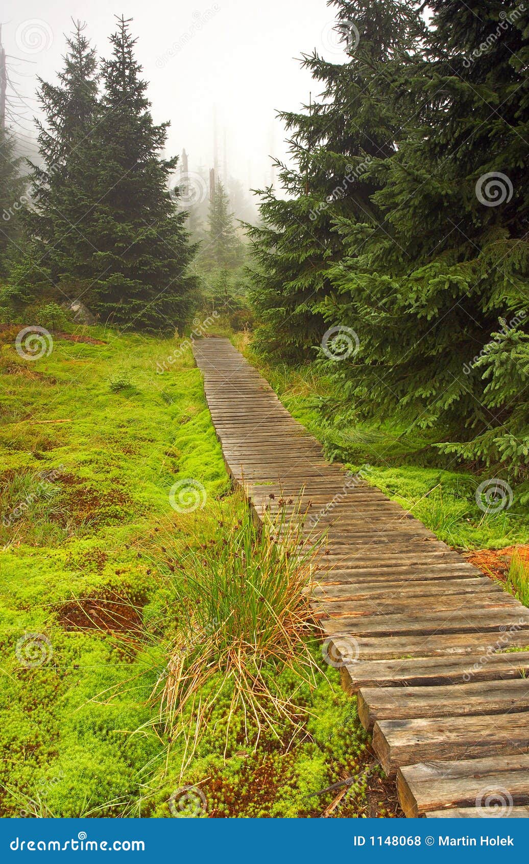 Foggy Morning in Dead Forest Stock Photo - Image of glade, mystery: 1148068