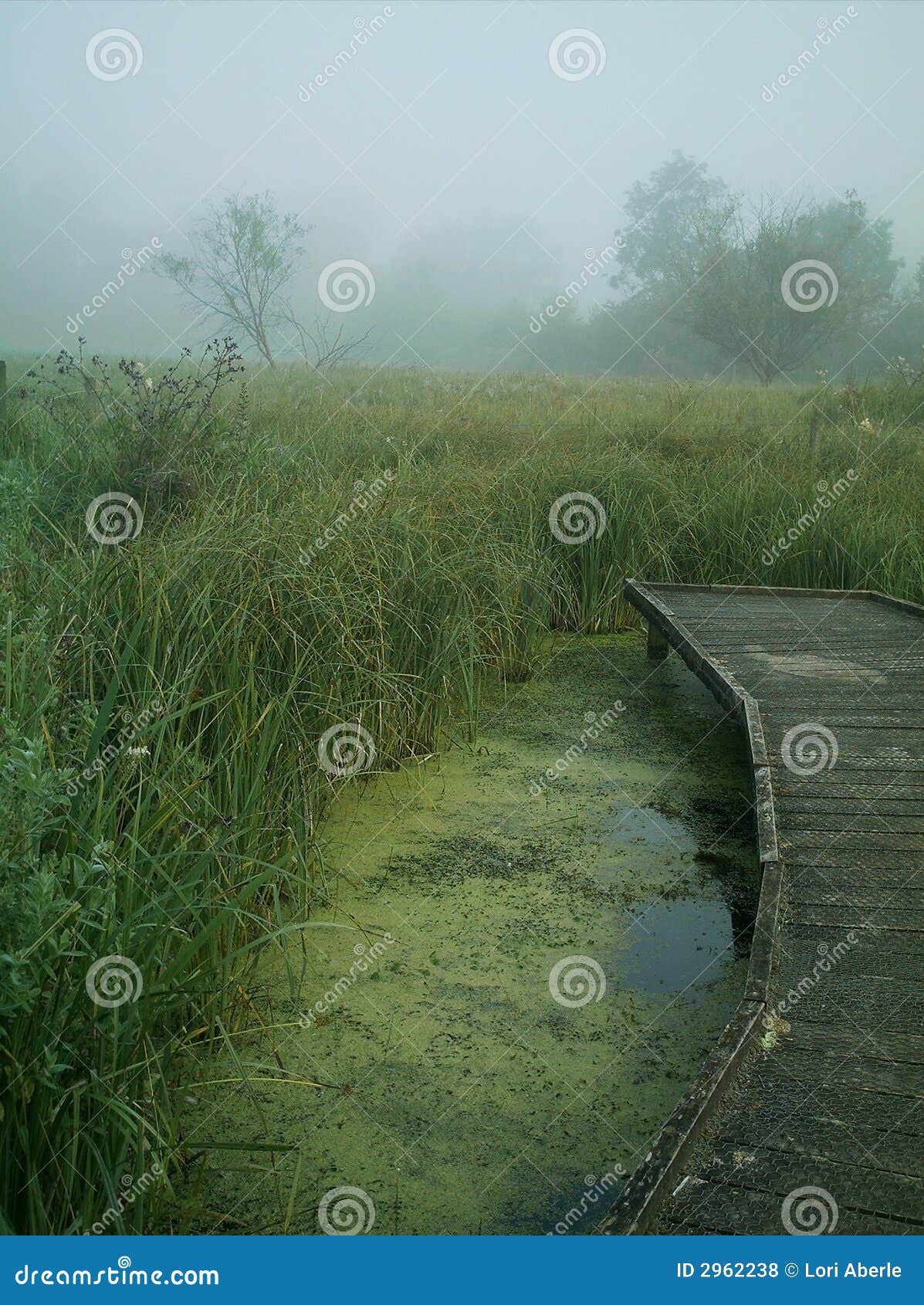 Foggy morning in Meadow stock photo. Image of platform - 2962238